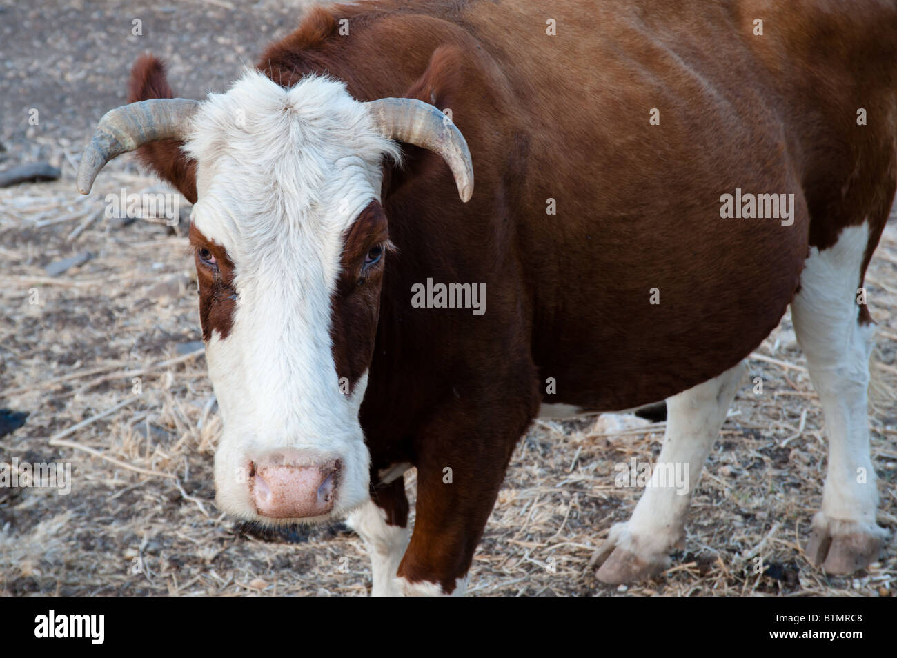 White cattle with horns hi-res stock photography and images - Alamy