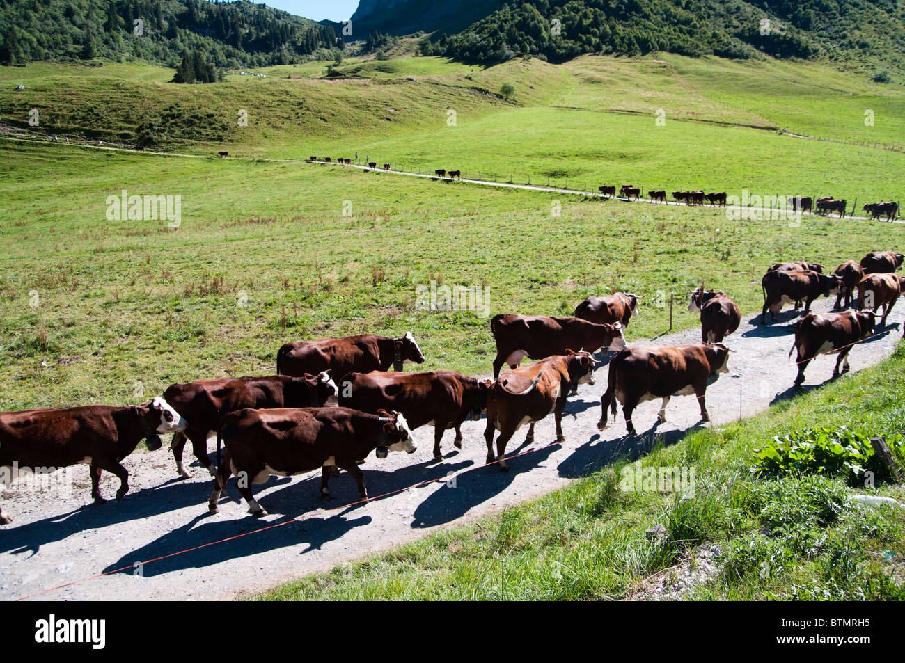 Cows going in to be milked at Col des Aravis Haute Savoie France Stock ...