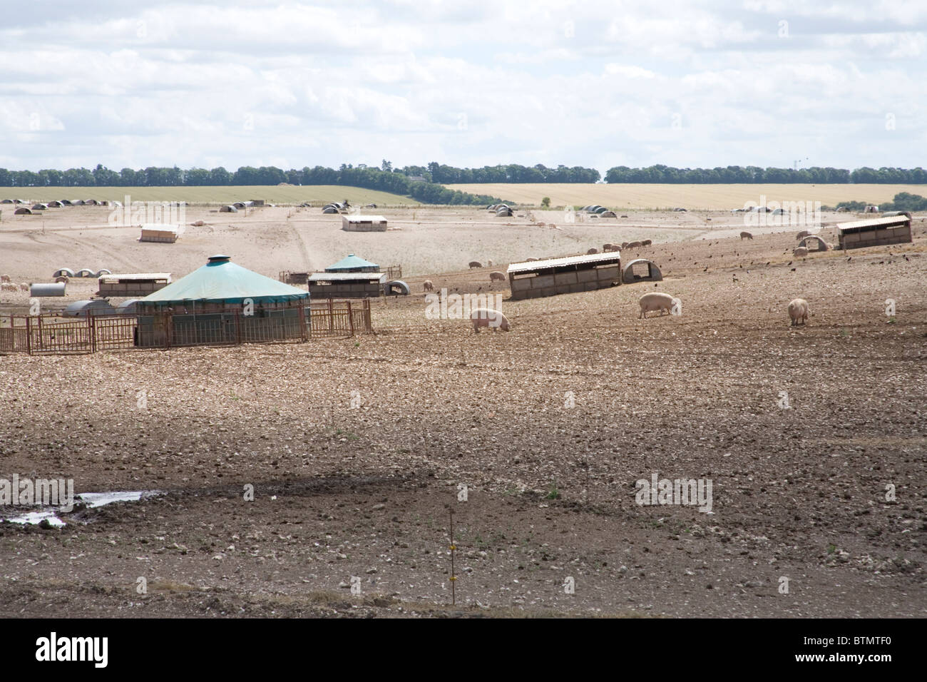 Outdoor reared pigs hi-res stock photography and images - Alamy