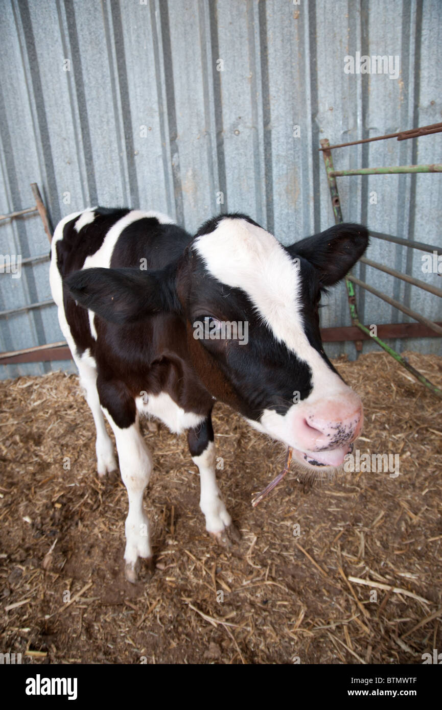 A black and white Holstein cow calf on a dairy farm in the Israeli ...