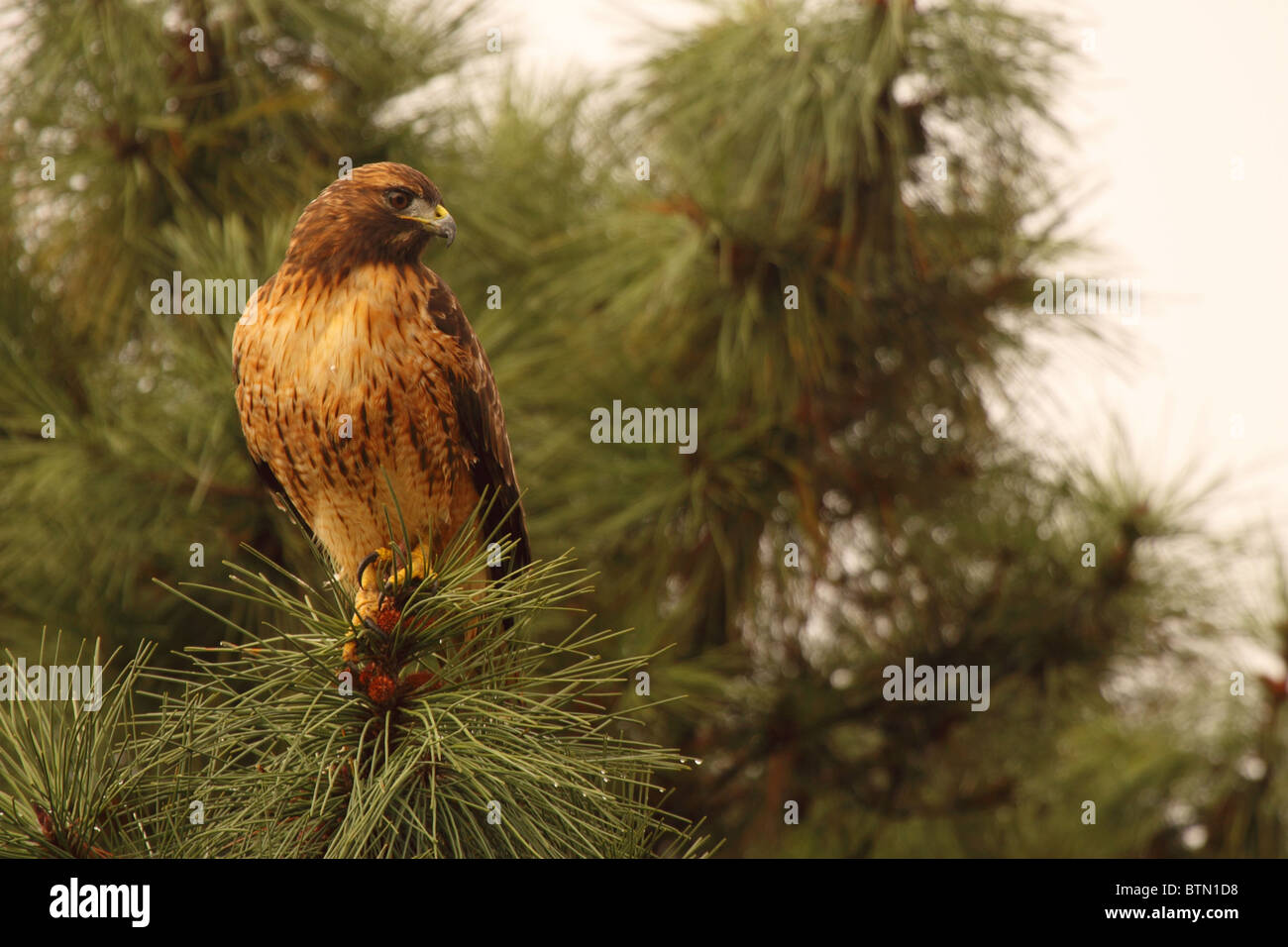 A Red-tailed Hawk looking out from its perch in a pine Stock Photo - Alamy