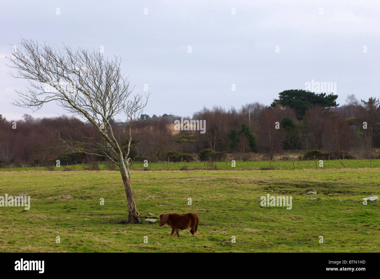 A lone Shetland Pony under a tree in a field in County Mayo, Ireland ...