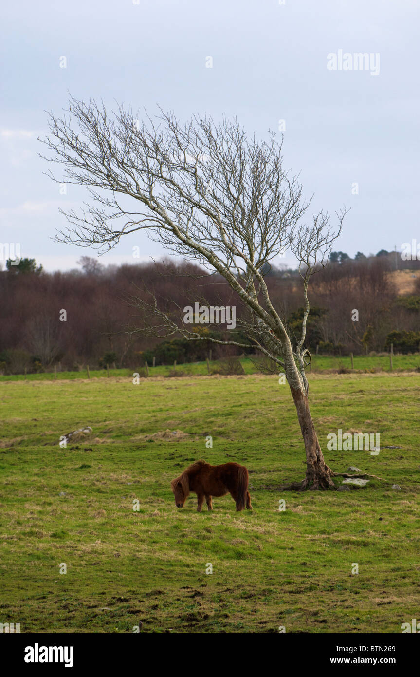 A lone Shetland Pony under a tree in a field in County Mayo, Ireland ...