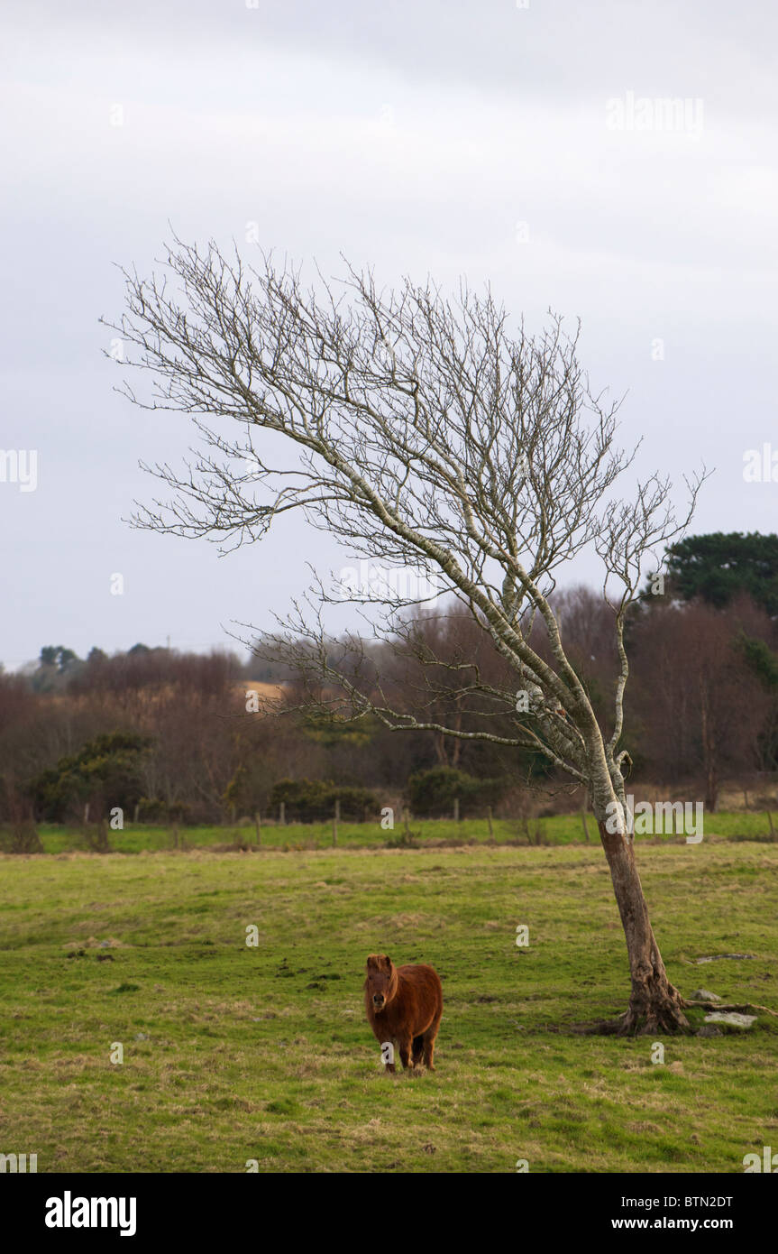 A lone Shetland Pony under a tree in a field in County Mayo, Ireland ...