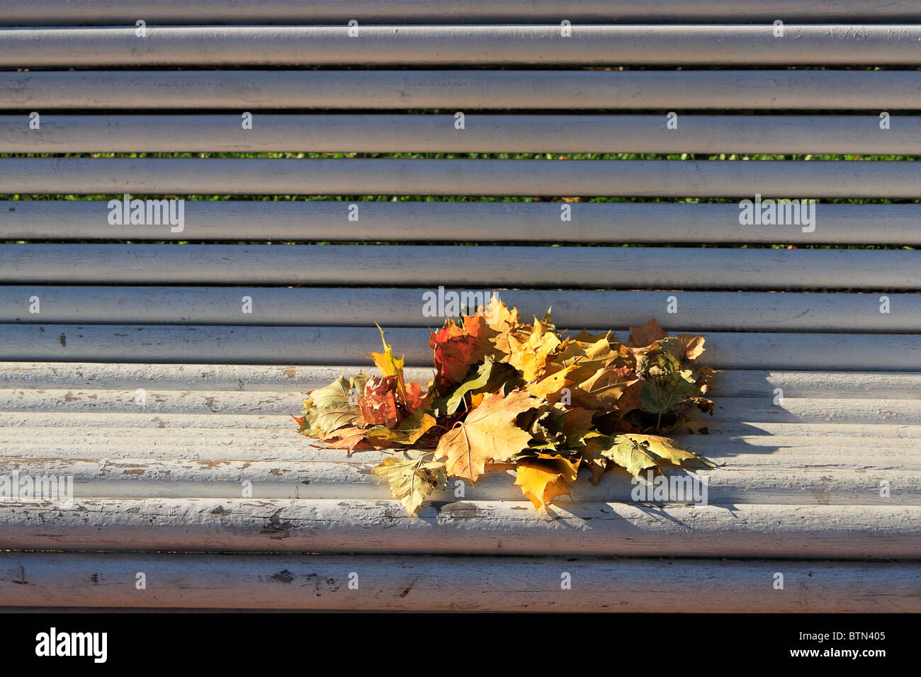 Autumn maple leaves on the white bench Stock Photo - Alamy