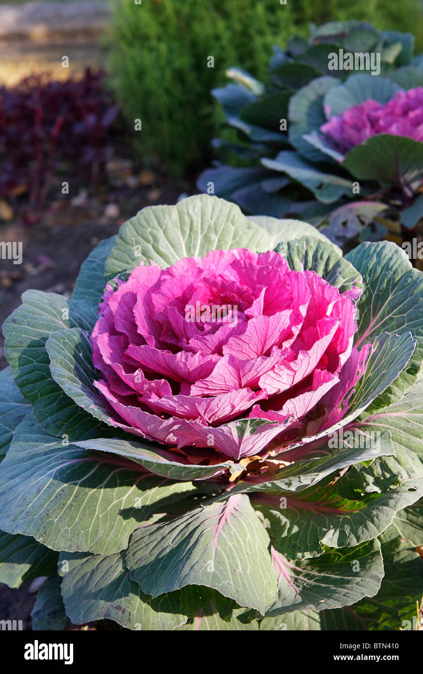 Red ornamental cabbage Stock Photo - Alamy