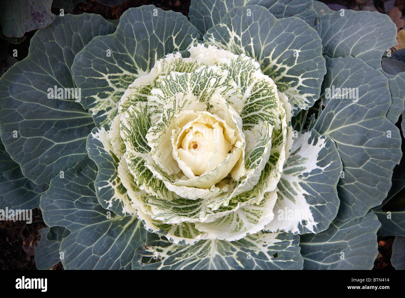 White ornamental cabbage Stock Photo - Alamy