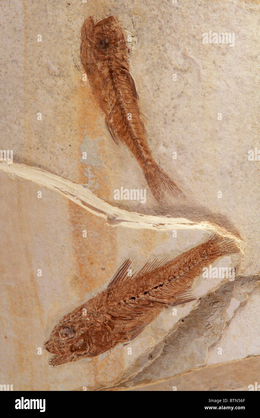 Limestone fossils hi-res stock photography and images - Alamy