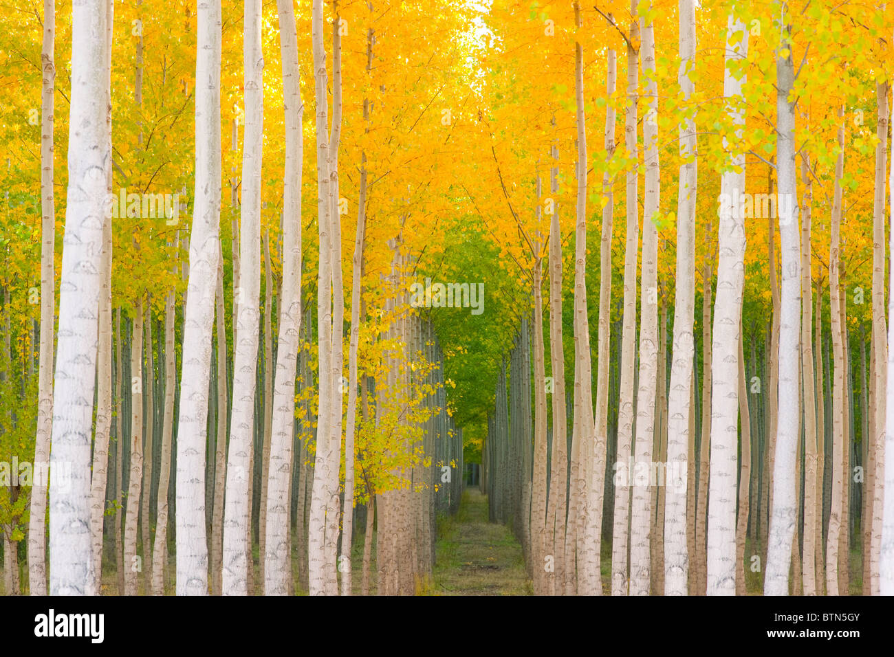 Stand of trees in the fall ablaze in yellow autumn color Stock Photo ...