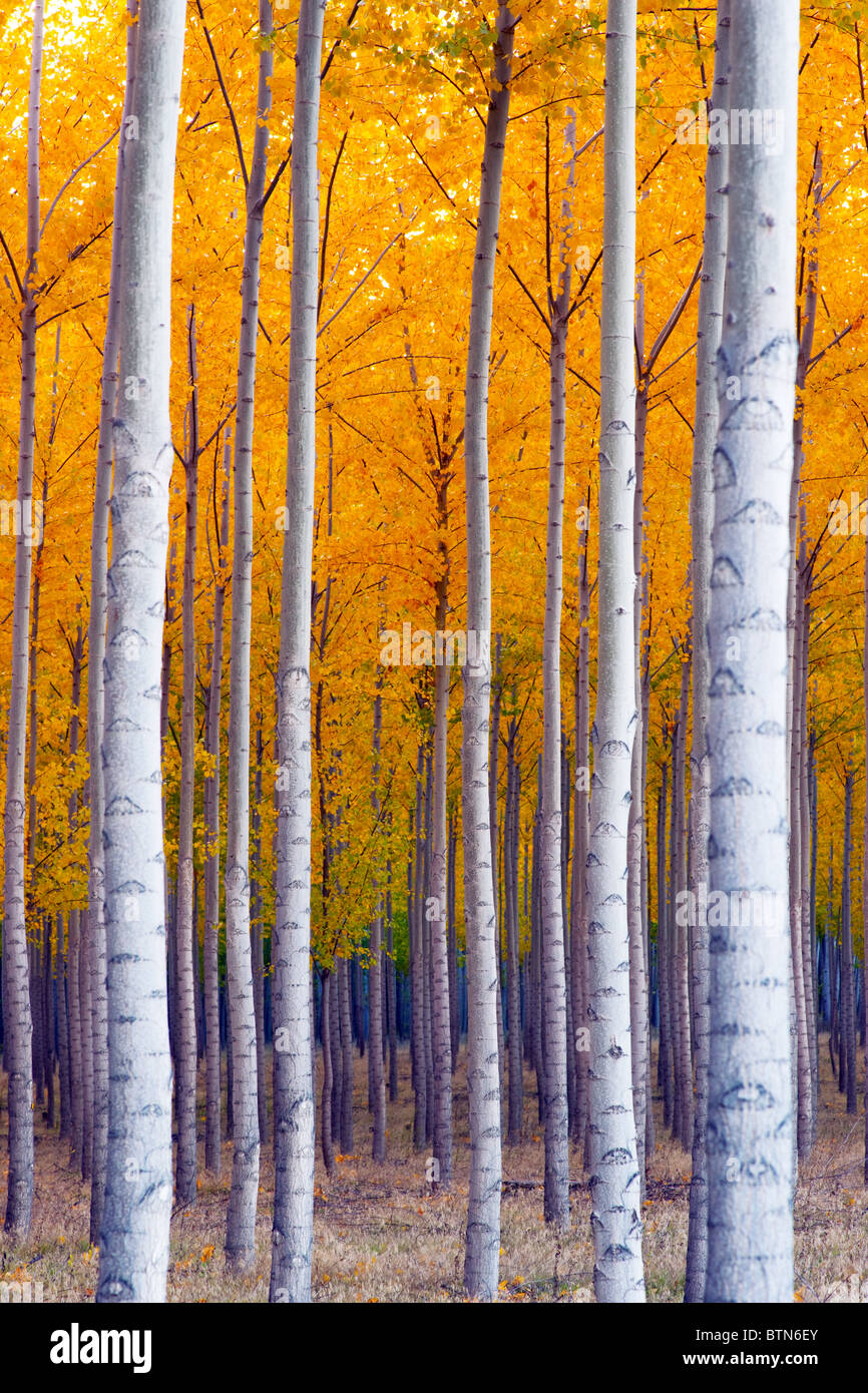 Stand of trees in the fall ablaze in yellow autumn color Stock Photo ...