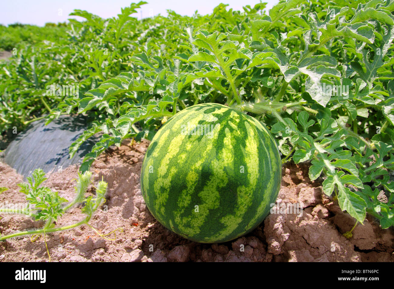 Watermelon Field