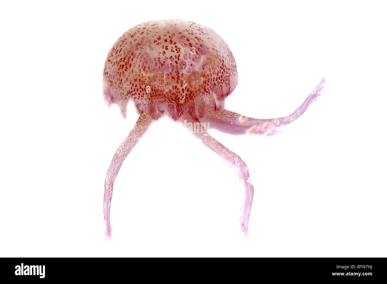 luminescent red pink jellyfish pelagia noctiluca white background Stock ...