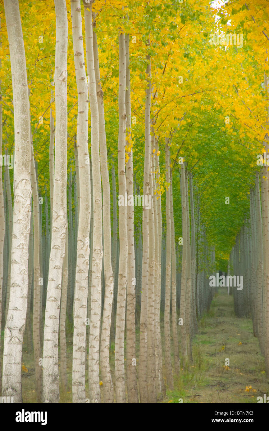 Stand of trees in the fall ablaze in yellow autumn color Stock Photo ...