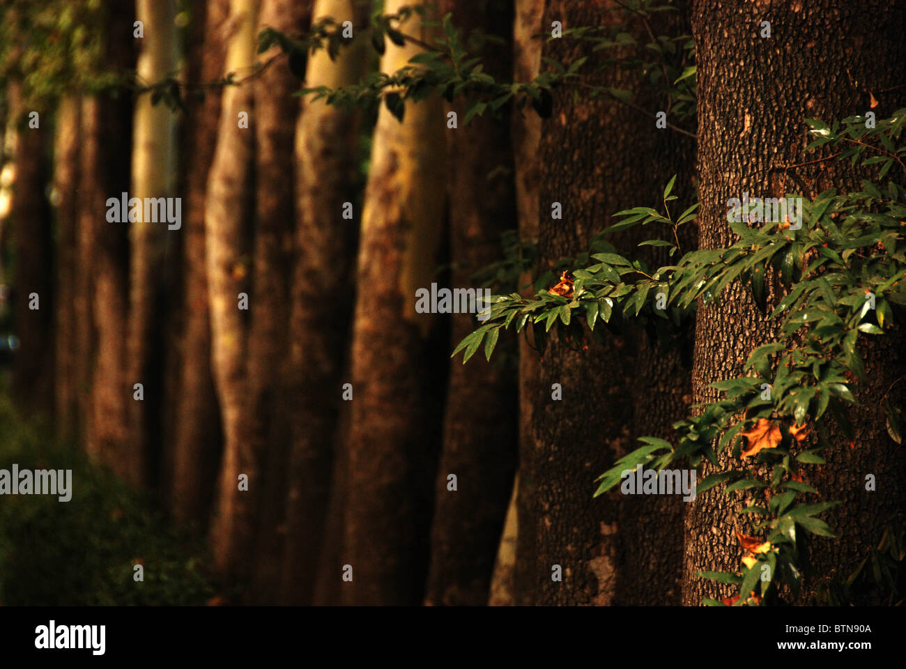 Plane Trees in Tehran Stock Photo - Alamy