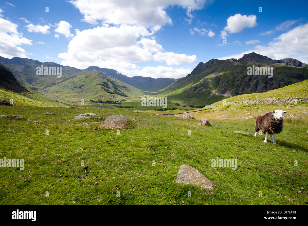 View in the English Lake district with a herdwick tup sheep in the ...