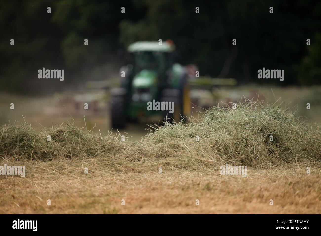 Freshly cut hay in a field during harvest, the tractor harvester in the ...
