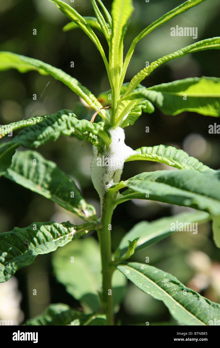 Spittle bug hi-res stock photography and images - Alamy