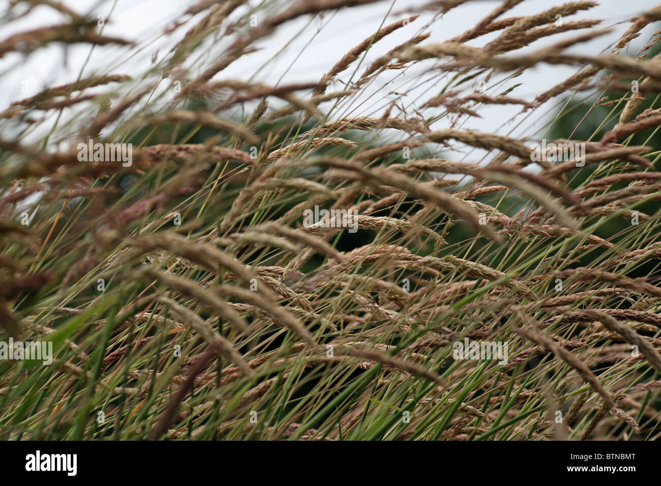 Wild grasses blowing in the wind Stock Photo - Alamy