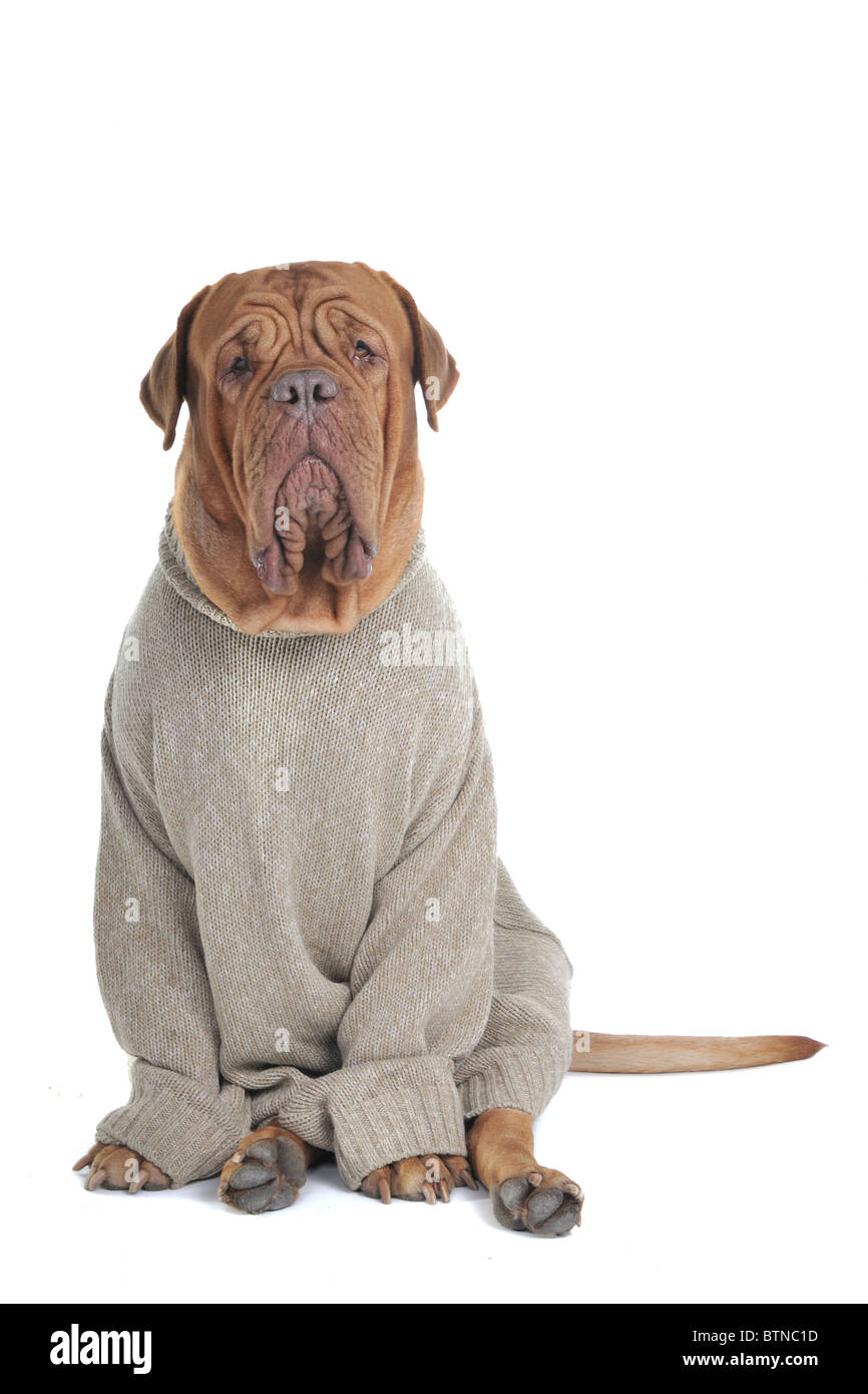 Dog sitting in winter Cut Out Stock Images & Pictures - Alamy