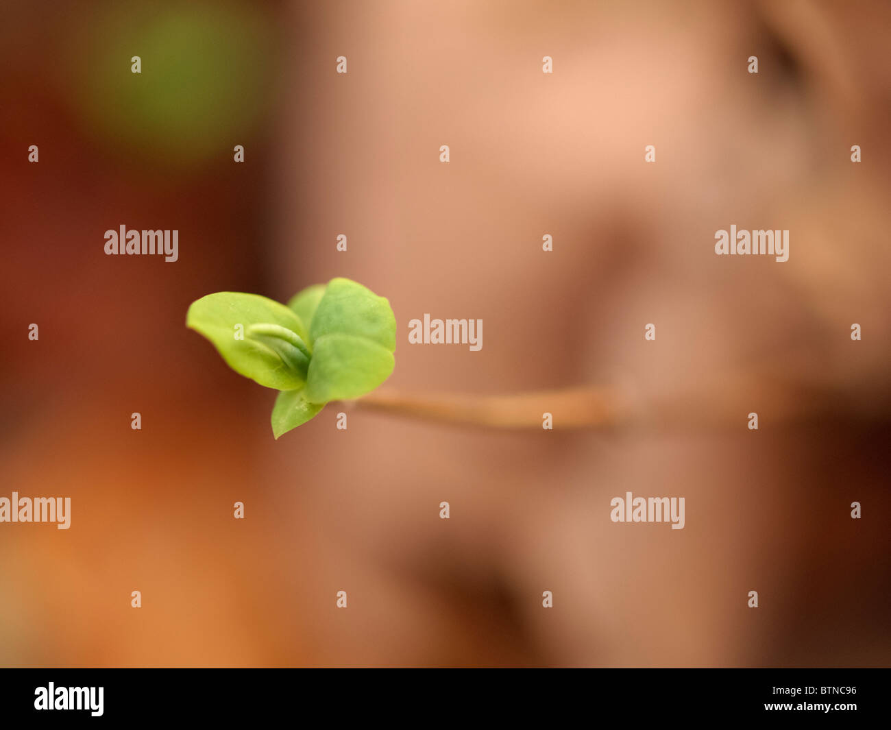 A small little plant Stock Photo - Alamy