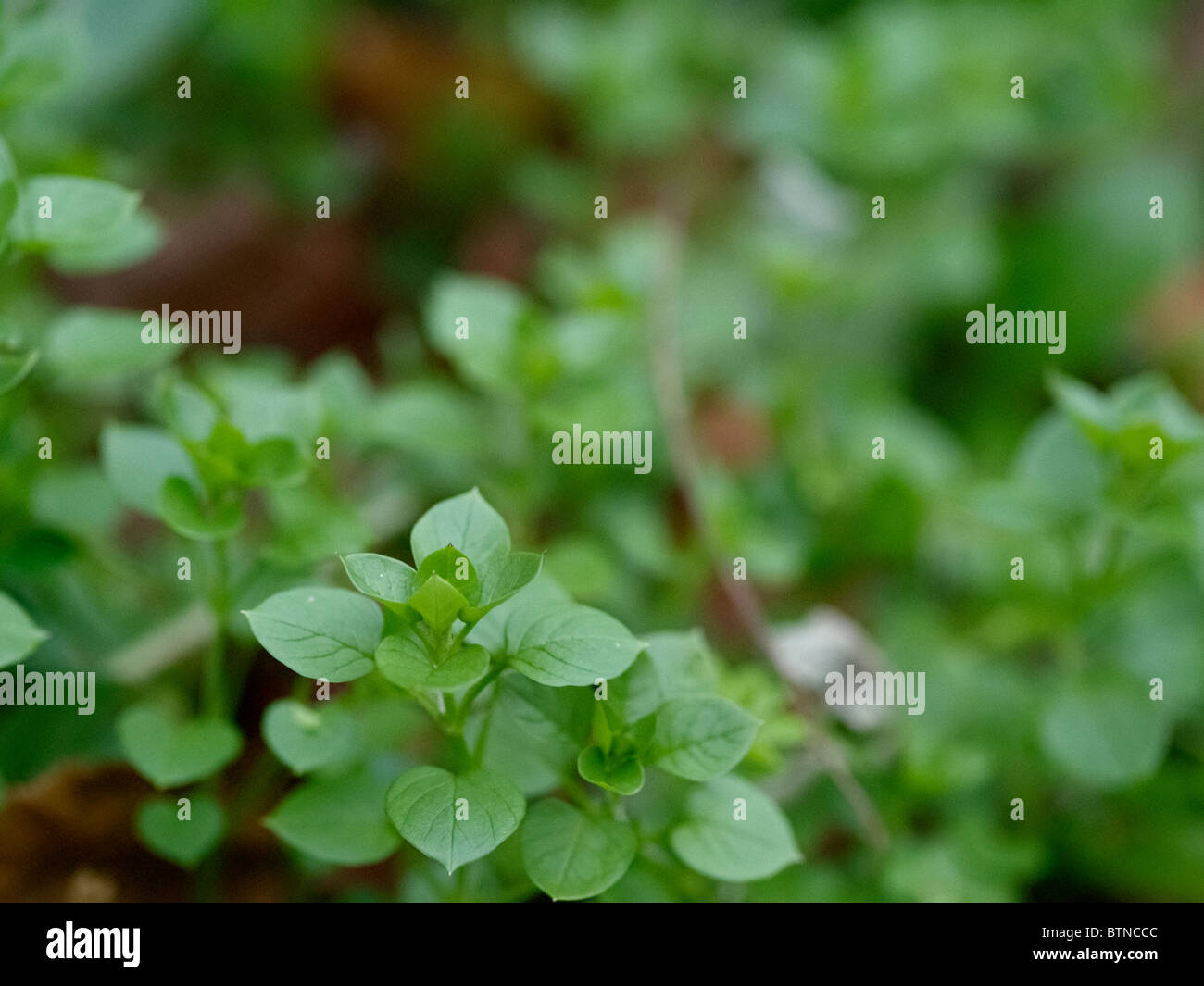 Nice green plant Stock Photo - Alamy