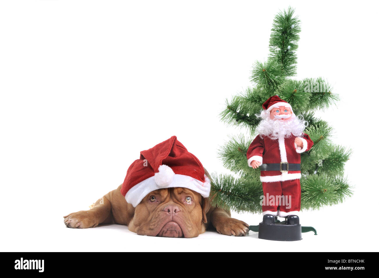 Santa Dog and Real Santa Claus near New Year Tree Stock Photo - Alamy
