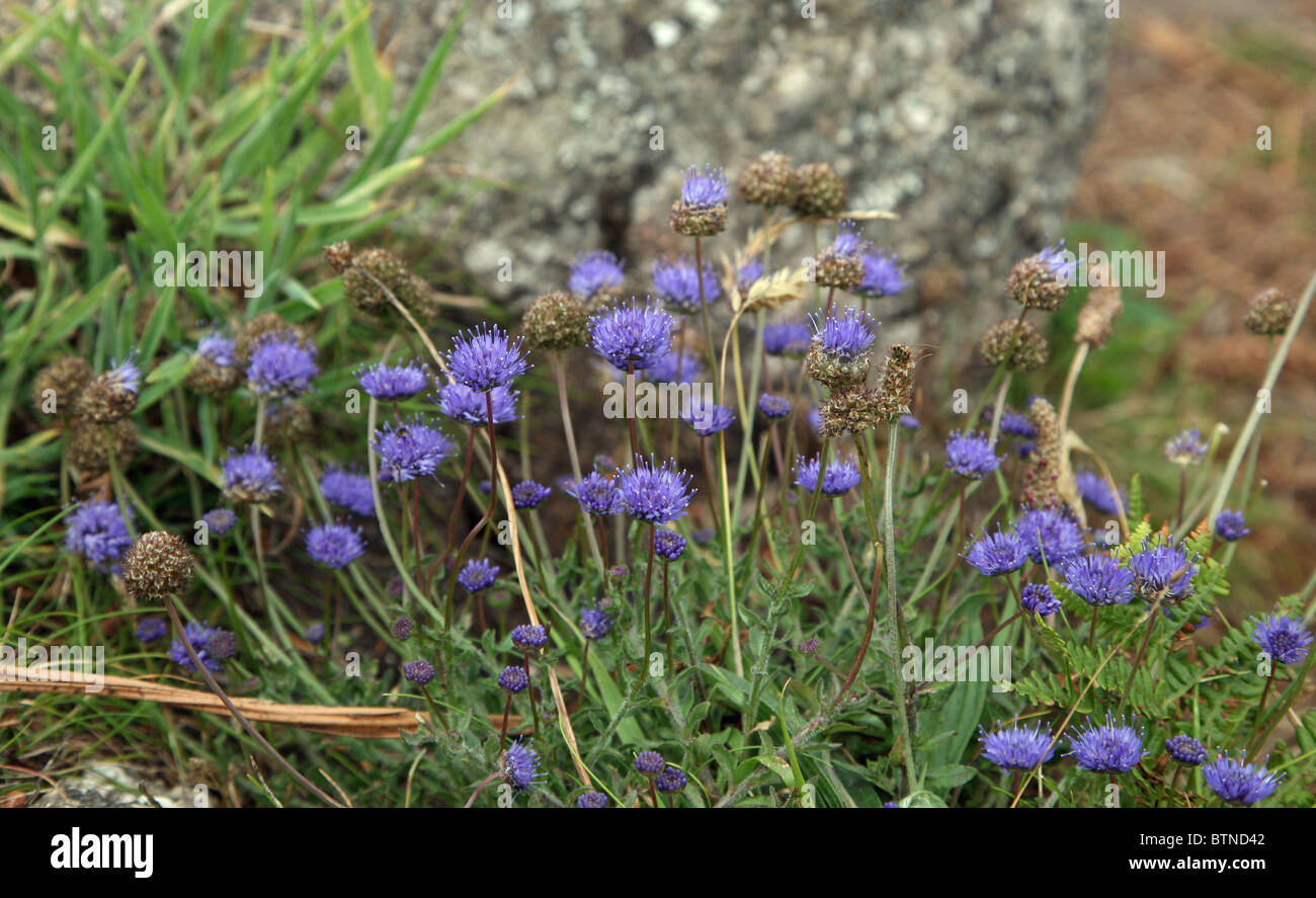 The blue flowers of the Sheep's bit or sheep scabious (Jasione montana ...