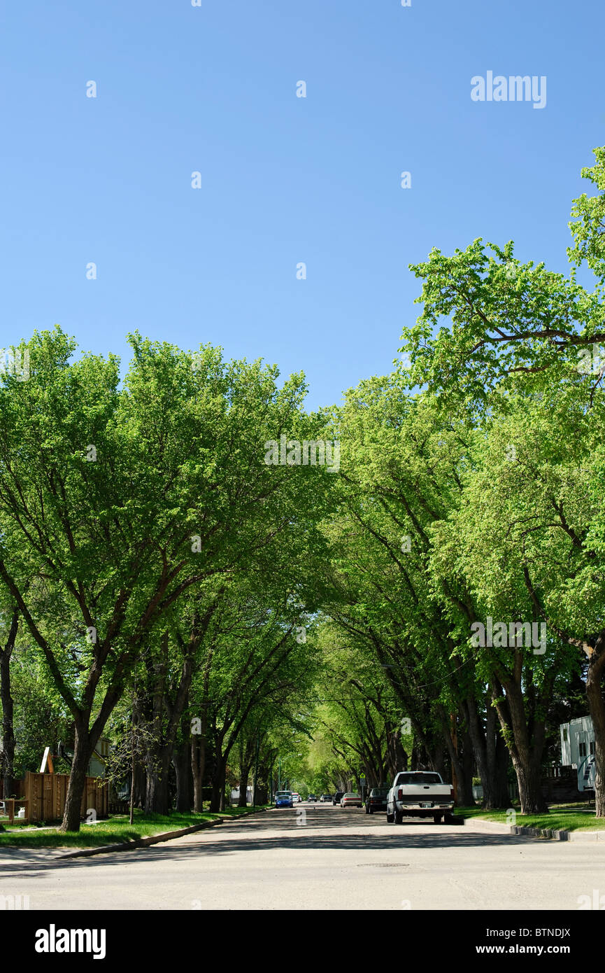A tree covered roadway with blue sky Stock Photo - Alamy