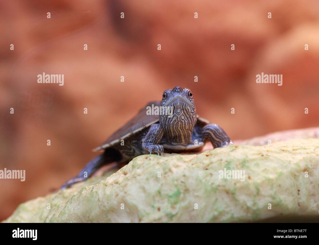 Mississippi Map Turtle, Graptemys pseudogeographica, fresh water turtle ...