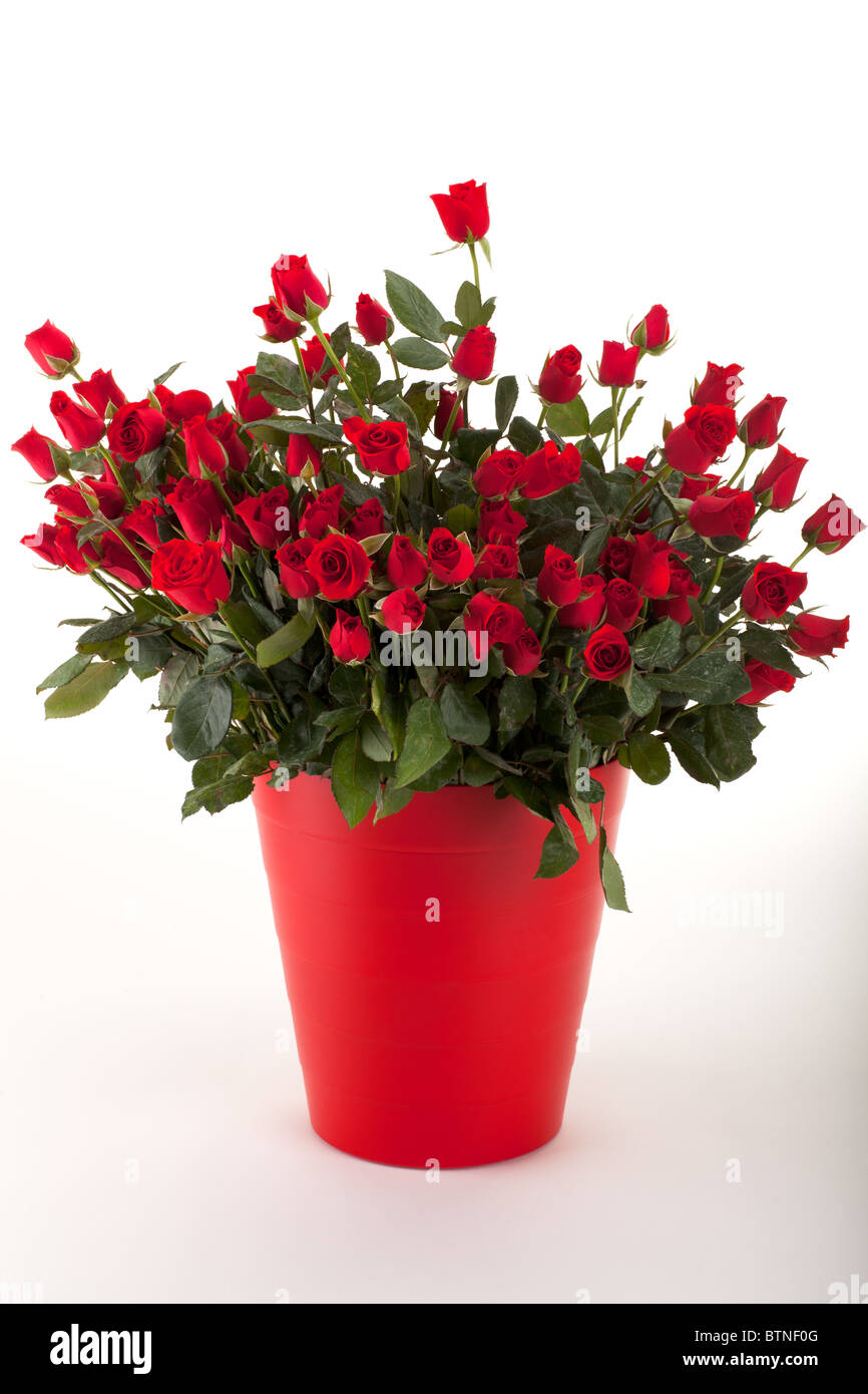 Bucket of Fresh Roses on white Stock Photo - Alamy
