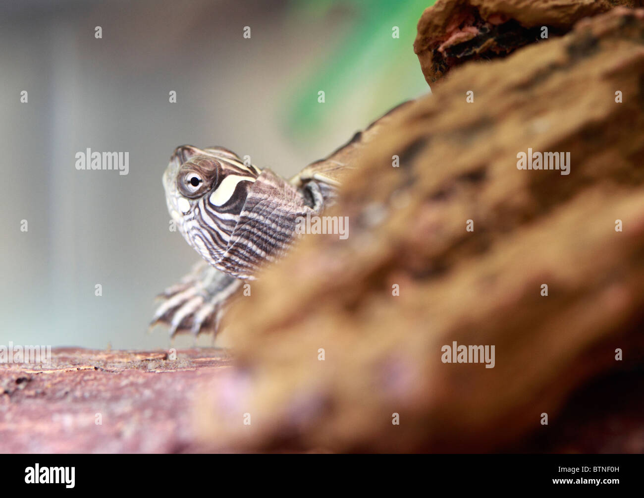 Mississippi Map Turtle, Graptemys pseudogeographica, fresh water turtle ...