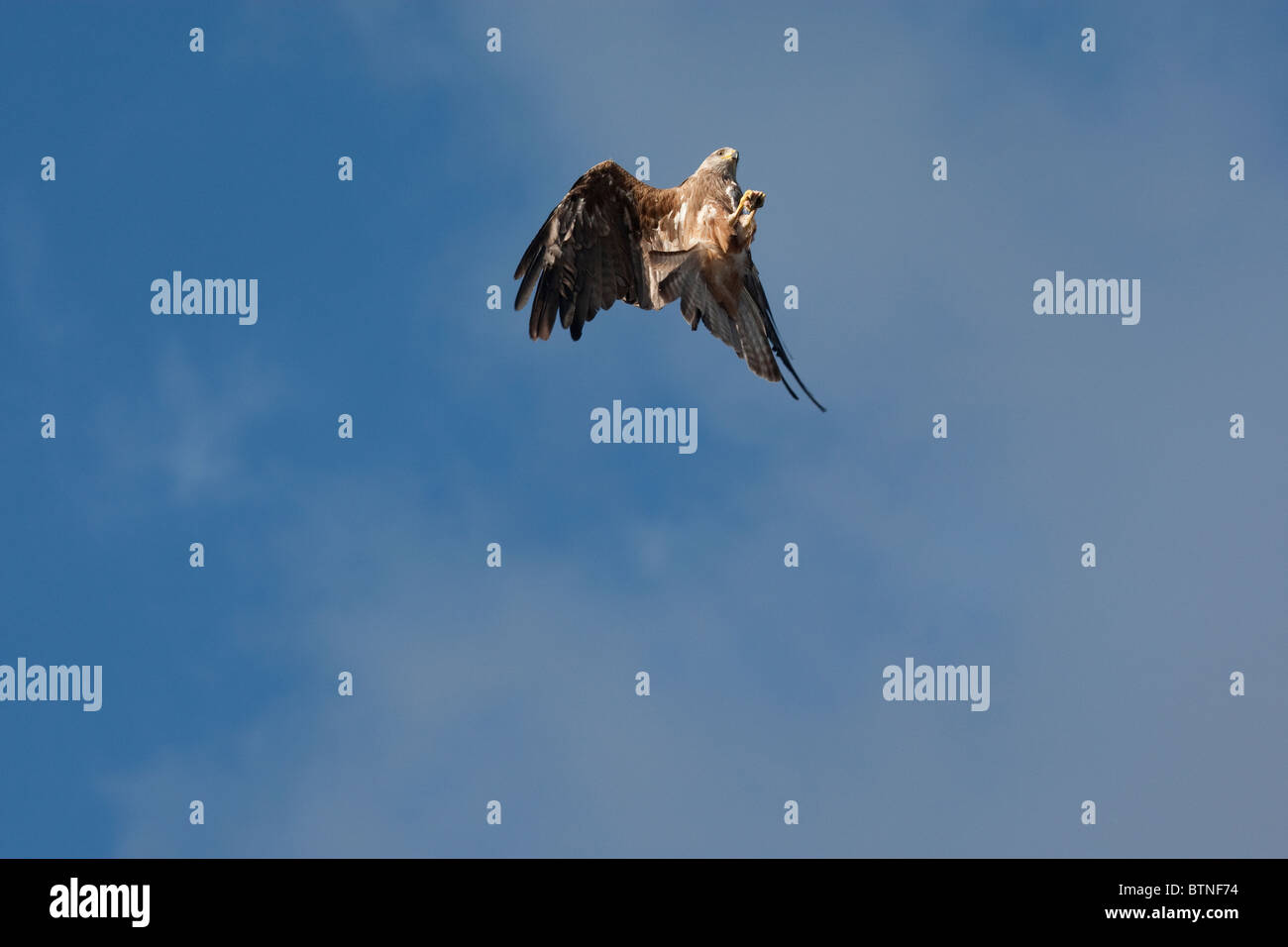Common buzzard carrying hi-res stock photography and images - Alamy