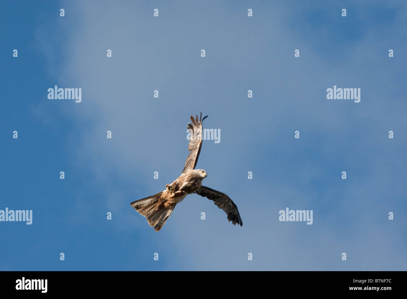 Buzzard in flight with chick held between its talons Stock Photo - Alamy