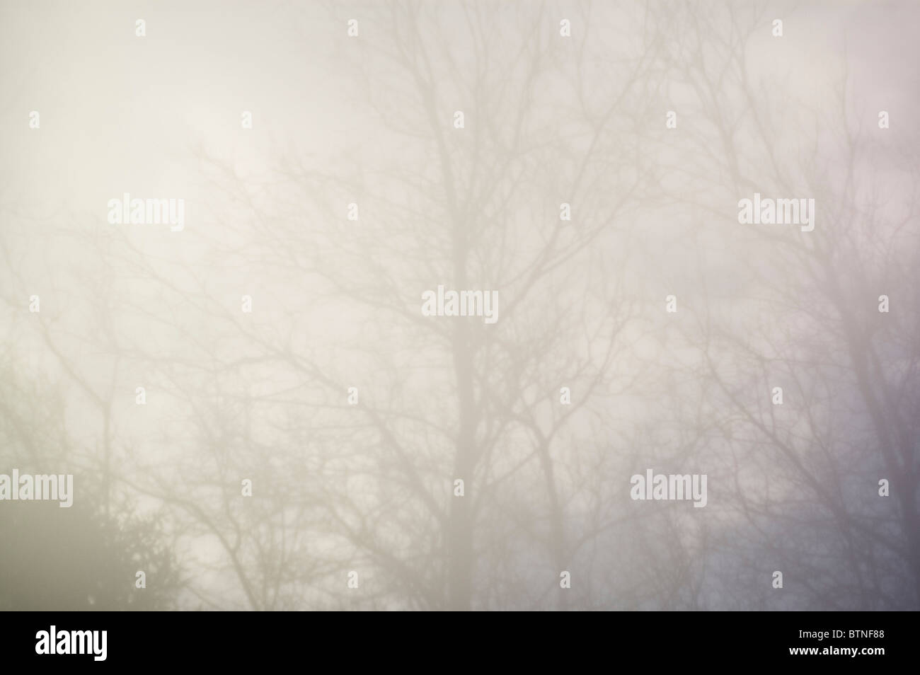 Trees on a sunny misty day seen through a clouded window ...