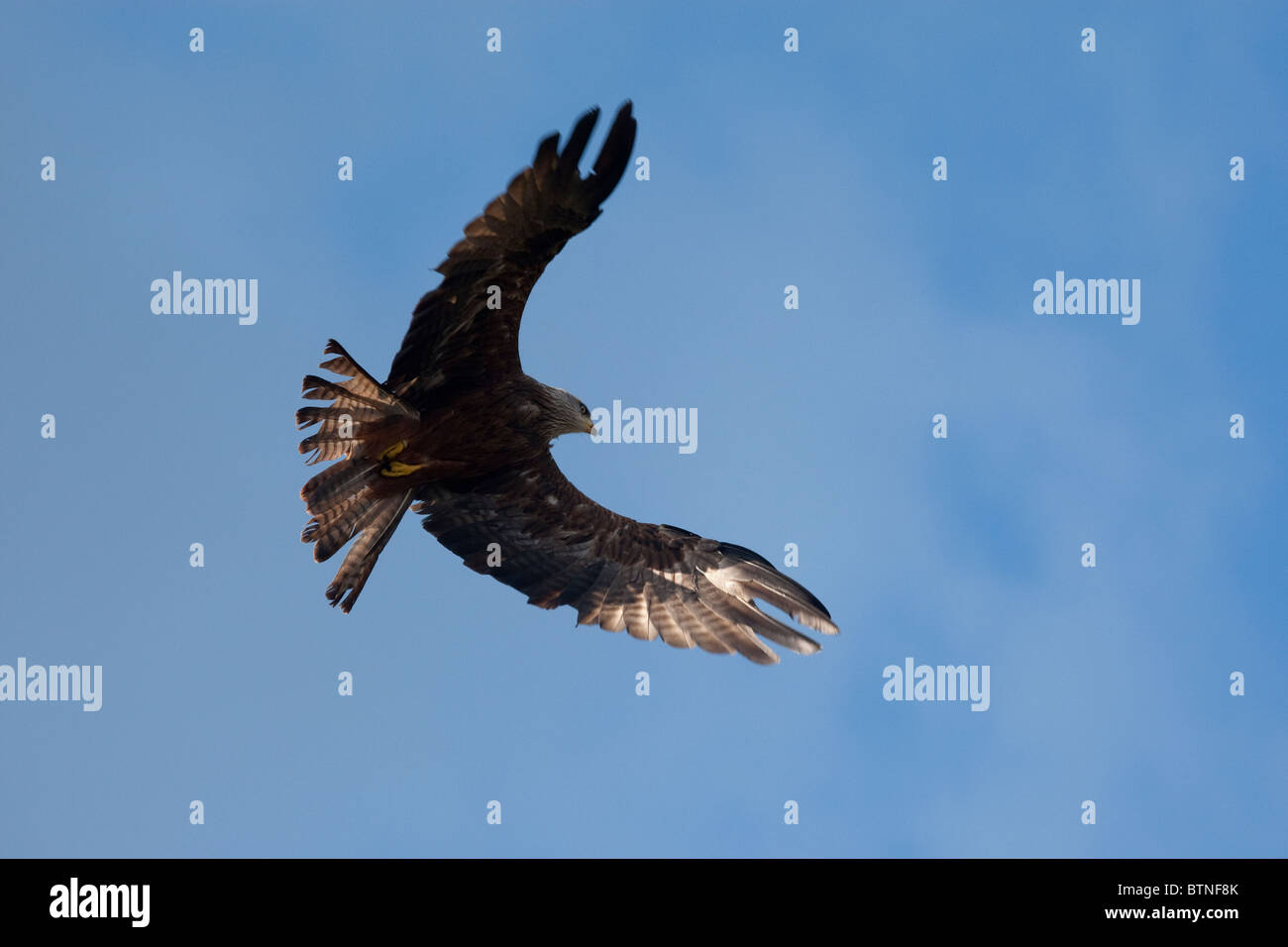 Buzzard in flight Stock Photo - Alamy