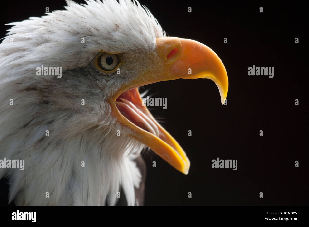Bald Headed Eagle headshot Stock Photo - Alamy