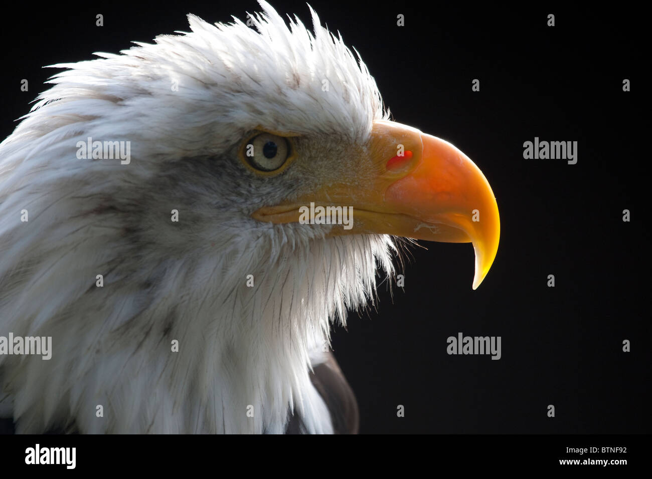 Bald Headed Eagle headshot Stock Photo - Alamy