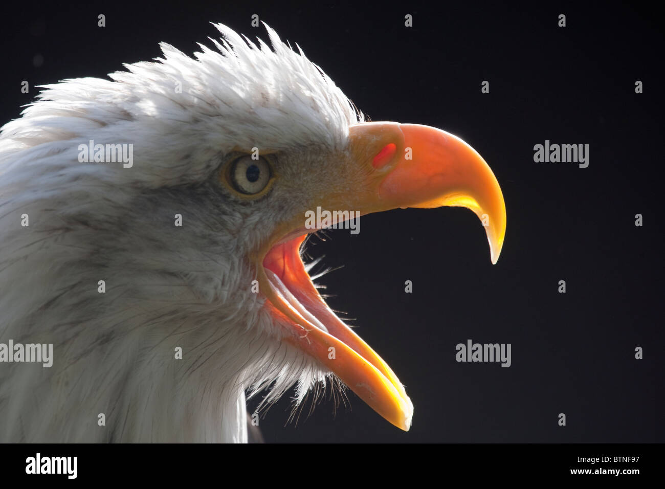 Bald Headed Eagle headshot Stock Photo - Alamy