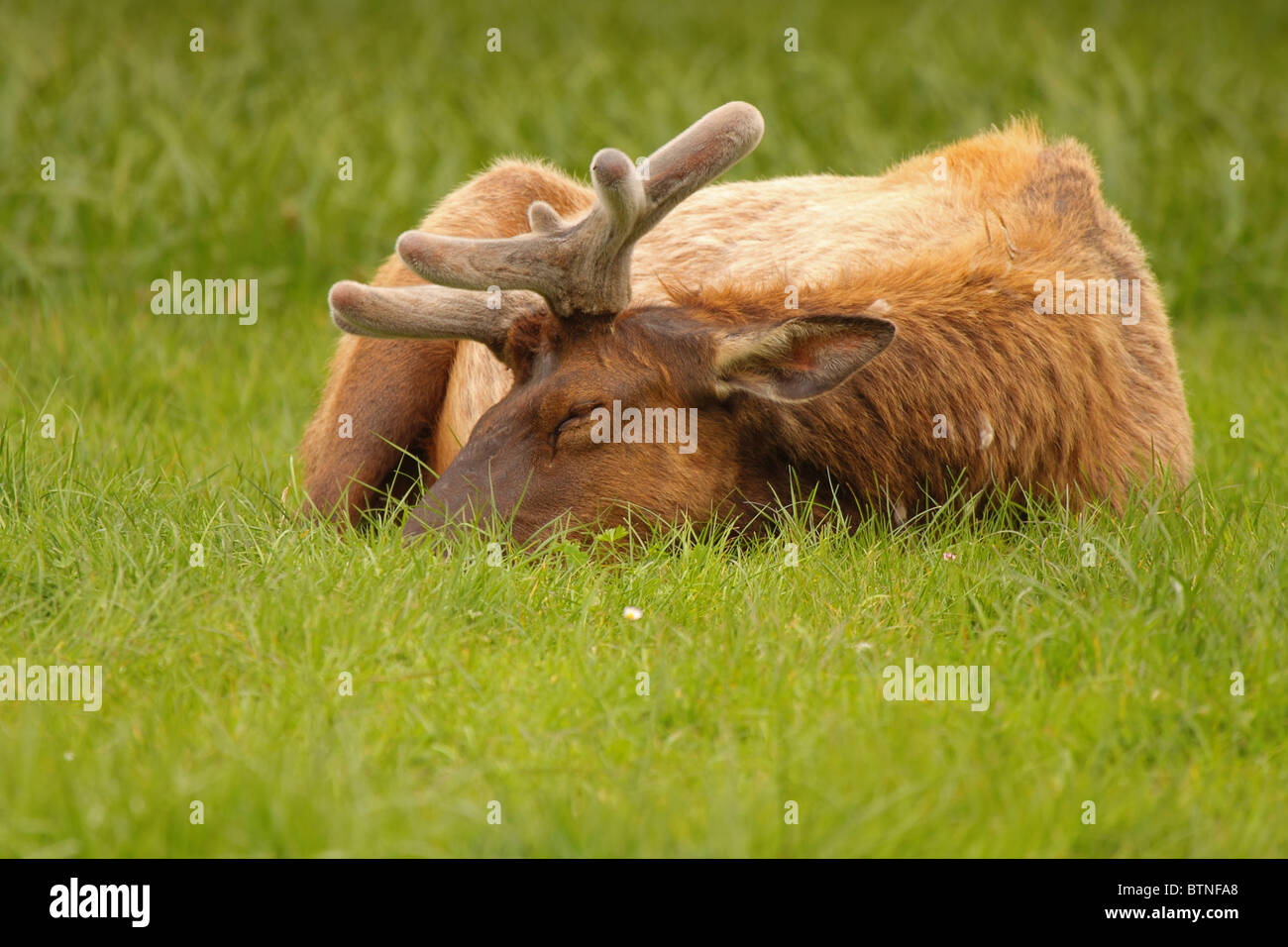 A Roosevelt Elk bull asleep on the grass Stock Photo - Alamy