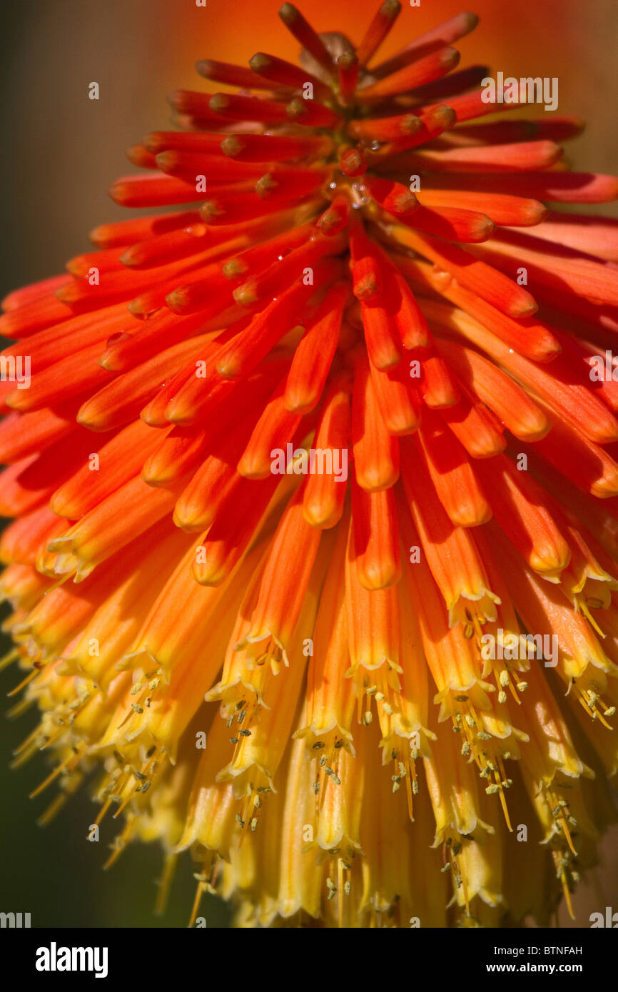 Vibrant yellow flower spikes hi-res stock photography and images - Alamy