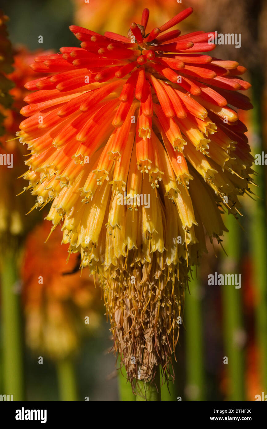 Red Hot Poker spikes Stock Photo - Alamy