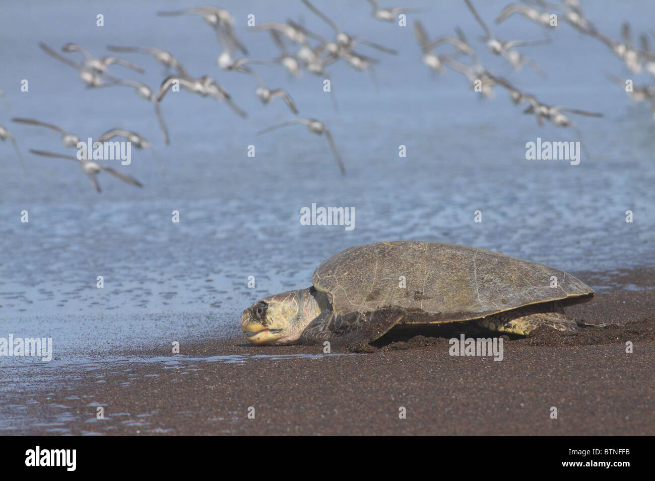 Olive Ridley Turtle (Lepidochelys olivacea) and Black-bellied Plovers ...