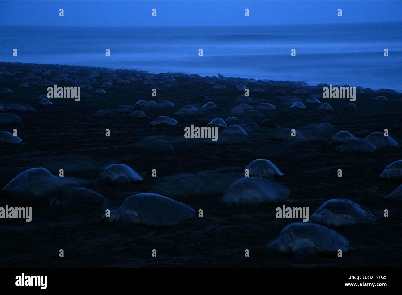 Arribada of Olive Ridley Turtles (Lepidochelys olivacea) return to ...