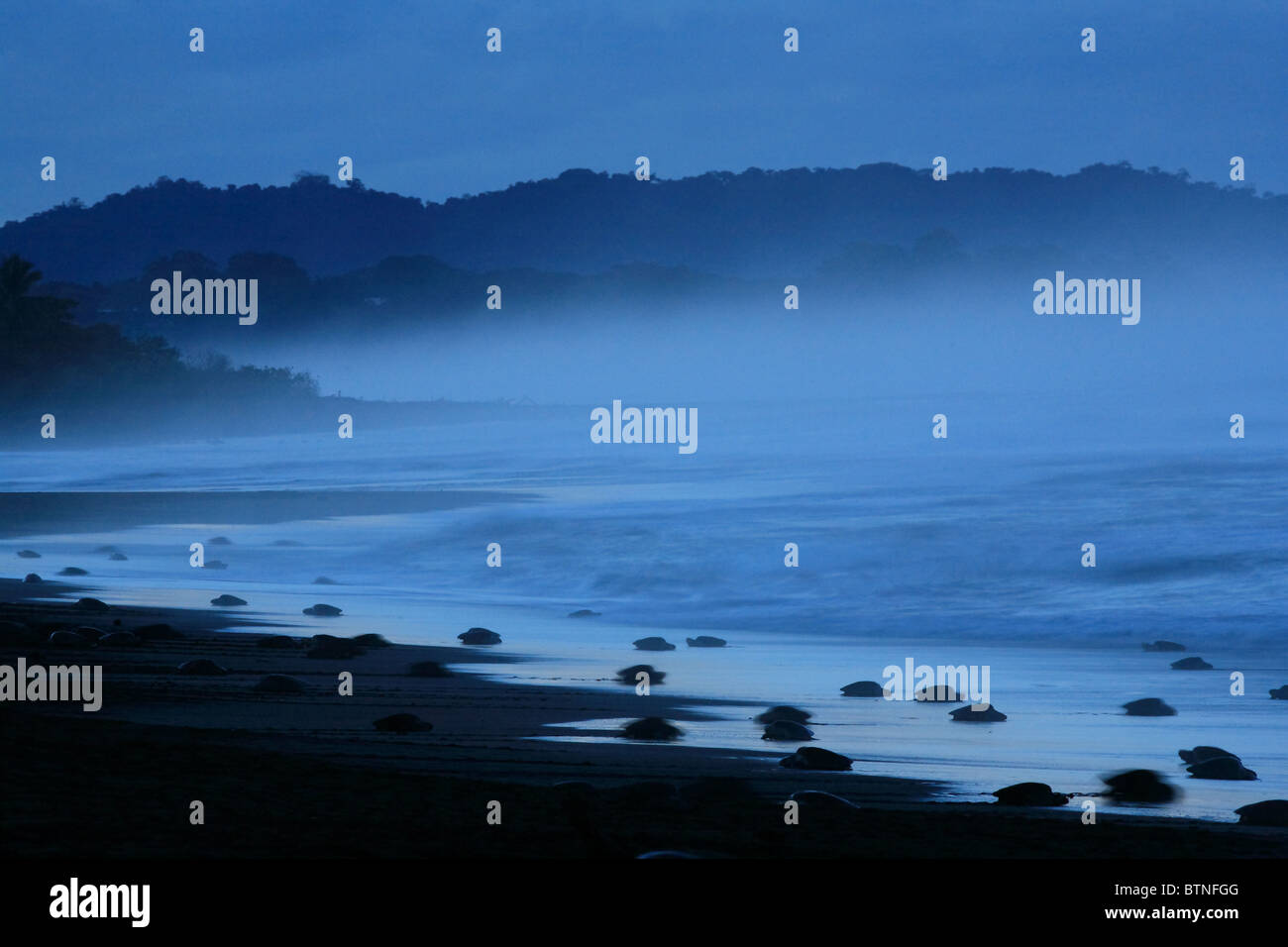 Arribada of Olive Ridley Turtles (Lepidochelys olivacea) return to ...