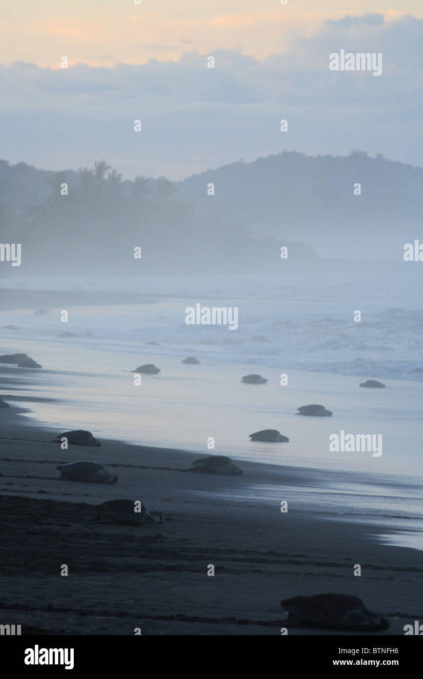 Arribada of Olive Ridley Turtles (Lepidochelys olivacea) return to ...
