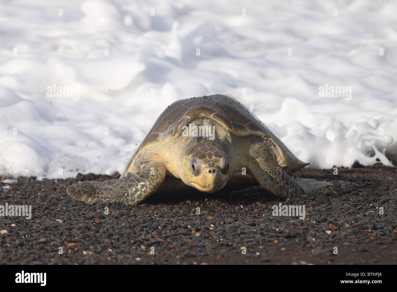Olive Ridley Turtle (Lepidochelys olivacea) comes ashore to nest during ...