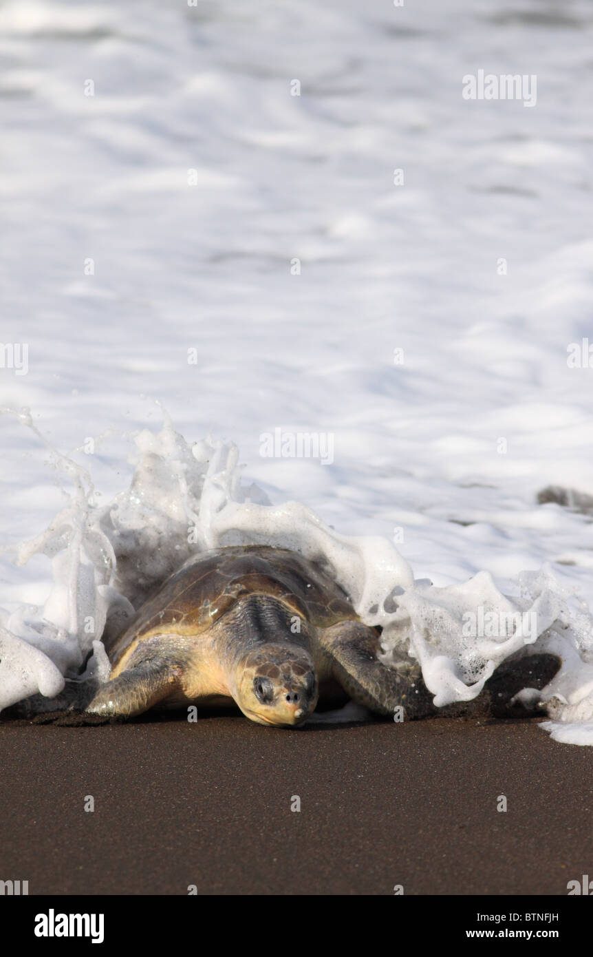 Olive Ridley Turtle (Lepidochelys olivacea) comes ashore to nest during ...
