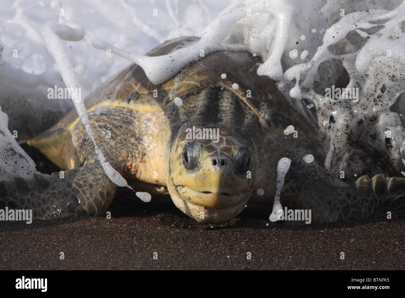 Olive Ridley Turtle (Lepidochelys olivacea) comes ashore to nest during ...