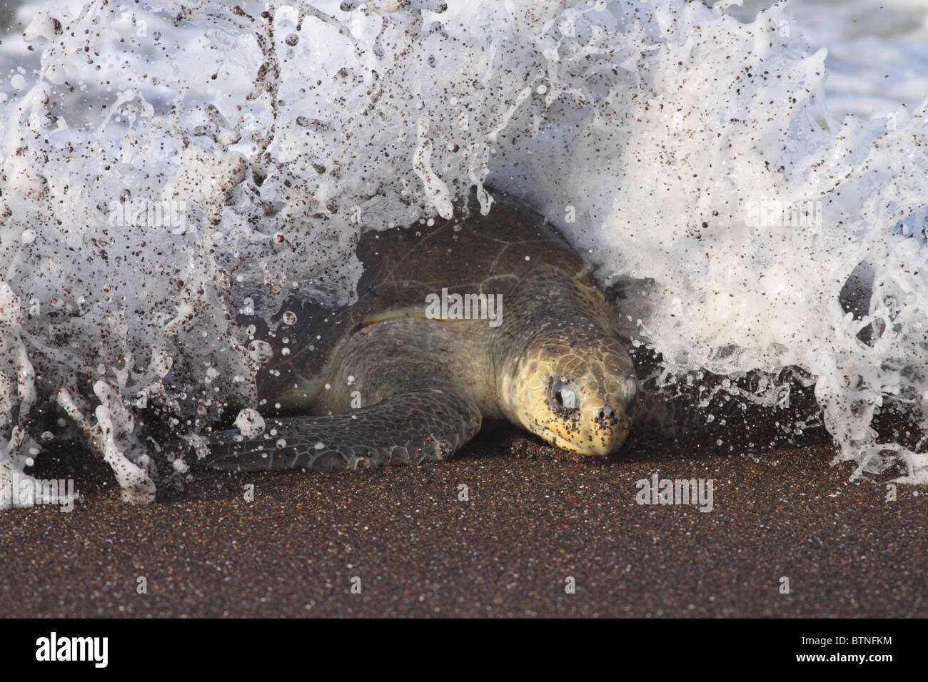 Olive Ridley Turtle (Lepidochelys olivacea) comes ashore to nest during ...