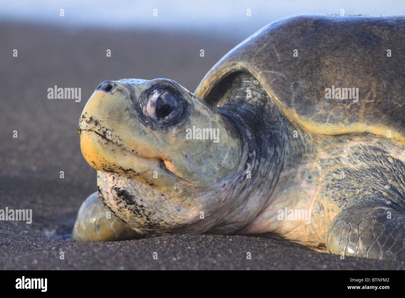 Olive Ridley Turtle (Lepidochelys olivacea) comes ashore to nest during ...